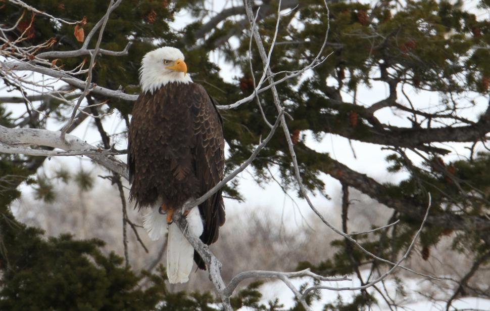 Free Stock Photo of Bald Eagle Perched on Tree Branch | Download Free ...