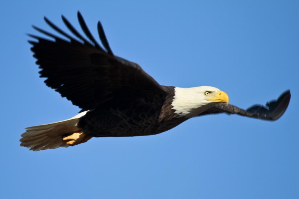 Free Stock Photo of albatross bird seabird bald eagle aquatic bird ...