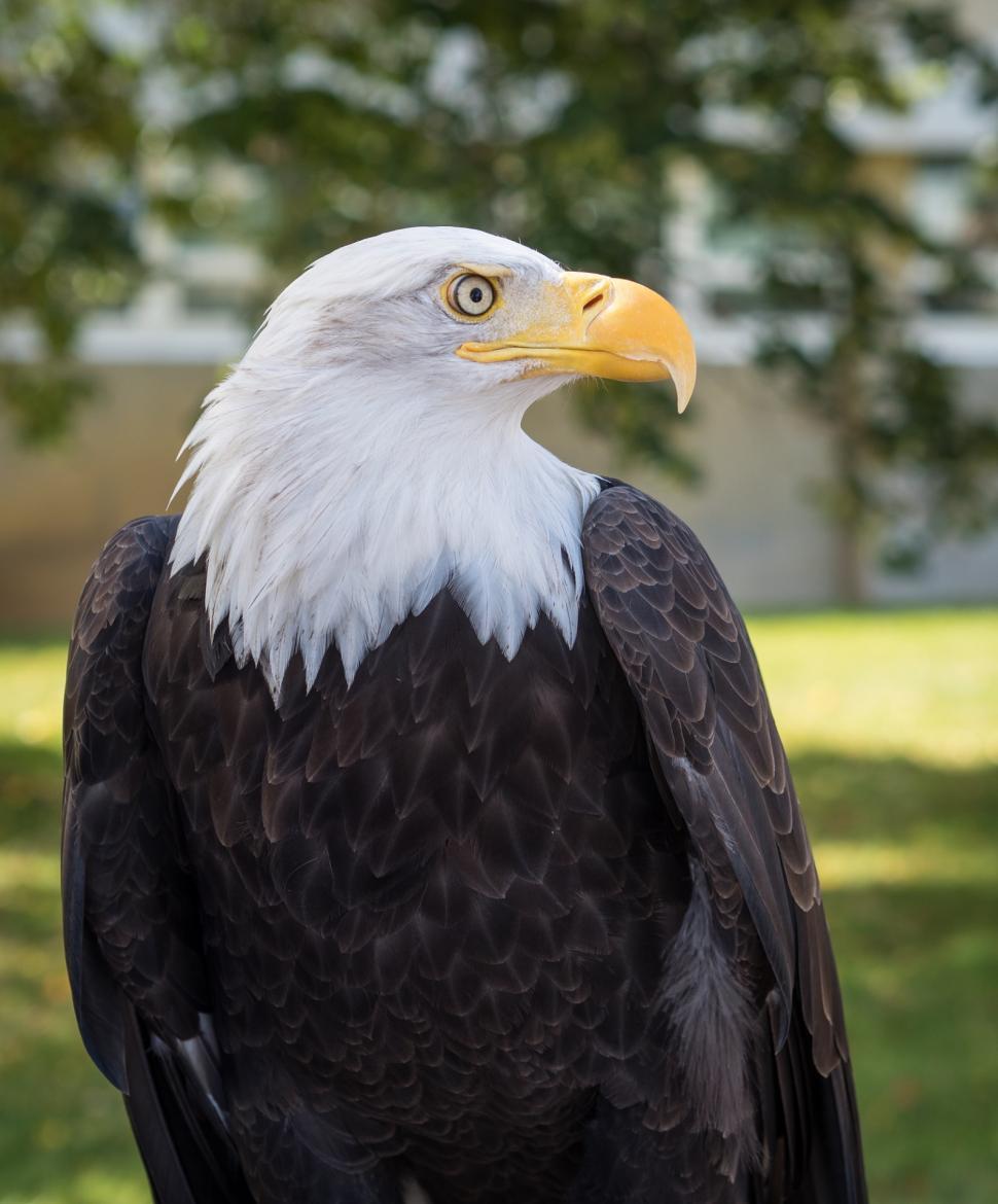 Free Stock Photo of Bald Eagle Standing in the Grass | Download Free ...