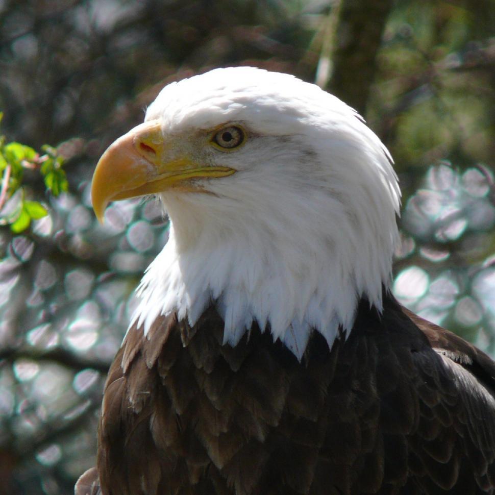 Free Stock Photo of bald eagle eagle | Download Free Images and Free ...
