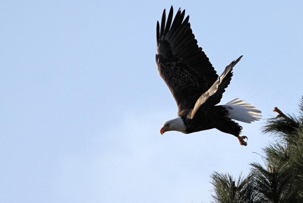 Free Stock Photo of Majestic Bird Soaring Across a Clear Blue Sky ...
