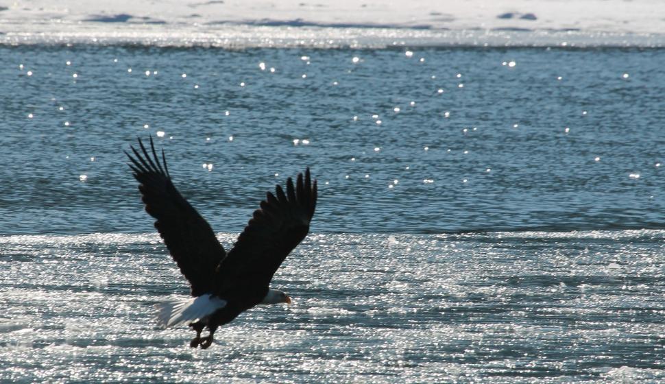 Free Stock Photo of Large Bird Flying Over Body of Water | Download ...