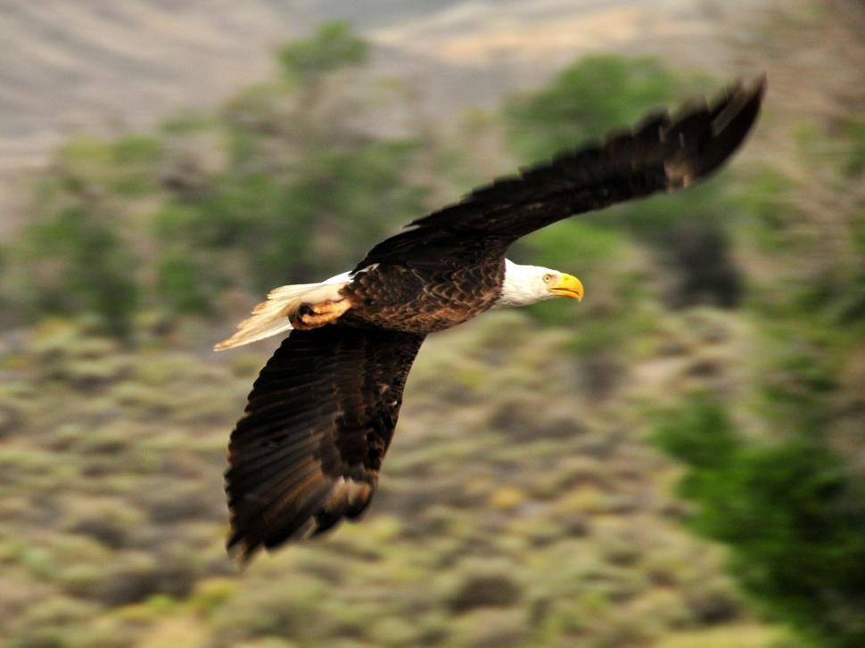 Free Stock Photo of Majestic Bald Eagle Soaring Over Lush Green Field ...