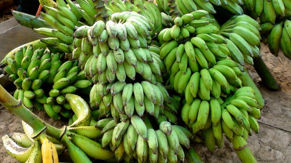 Free Stock Photo of Stack of Green Bananas | Download Free Images and ...