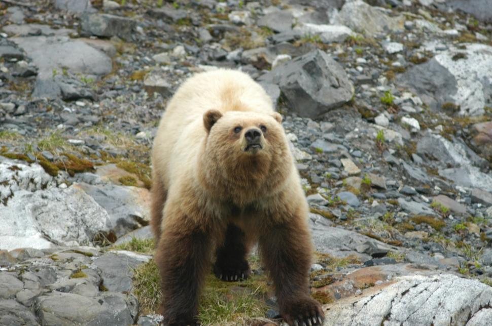 Free Stock Photo of Large Brown Bear Standing on Top of Rocky Hillside ...