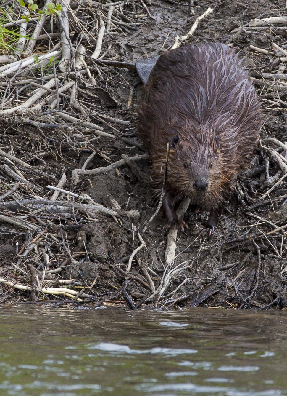 Free Stock Photo of Beaver Digging in Mud Near Water | Download Free ...