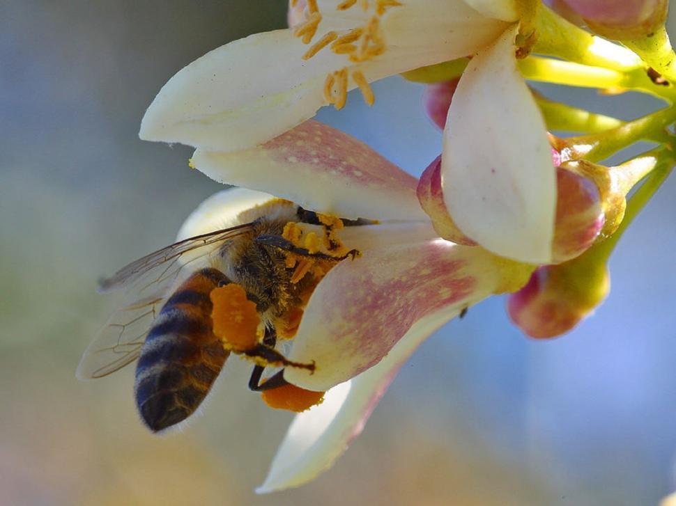 Free Stock Photo of Bee Pollinating Flower Close Up | Download Free ...