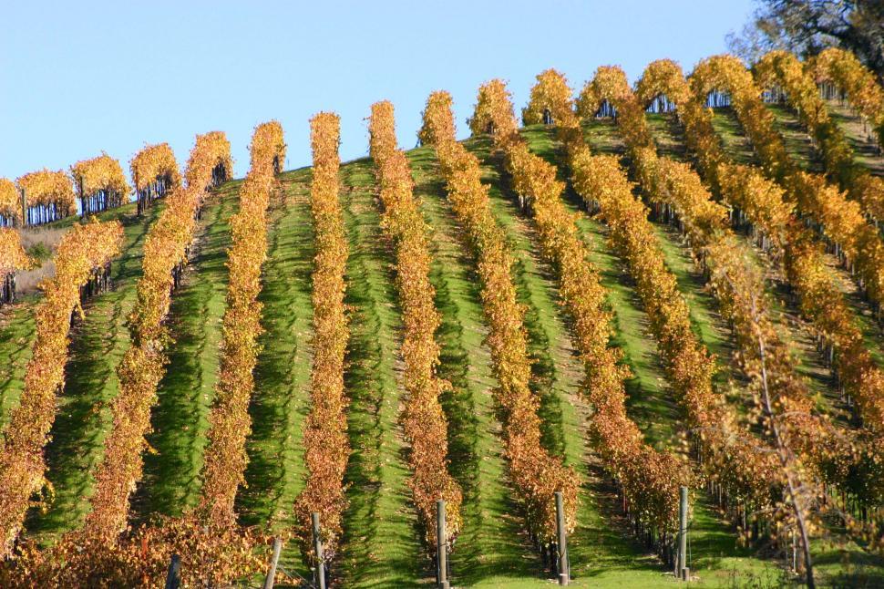 Free Stock Photo of Dense Tree-covered Hillside Next to Forest ...