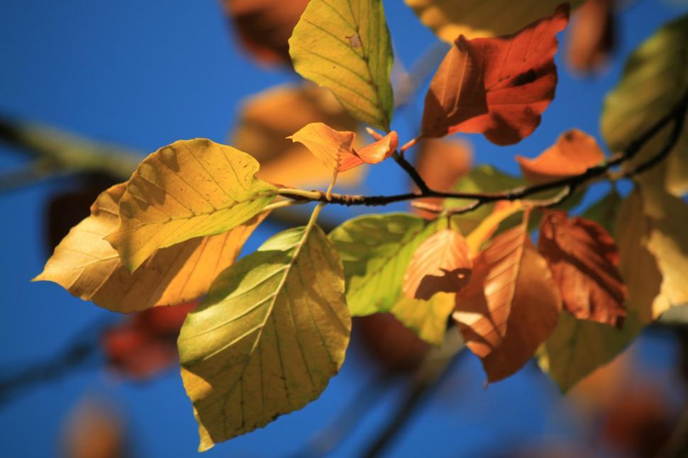 Free Stock Photo of Changing Colors of Tree Leaves | Download Free ...