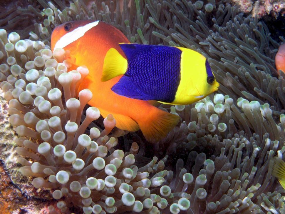 Free Stock Photo of percoid fish rock beauty anemone fish butterfly ...