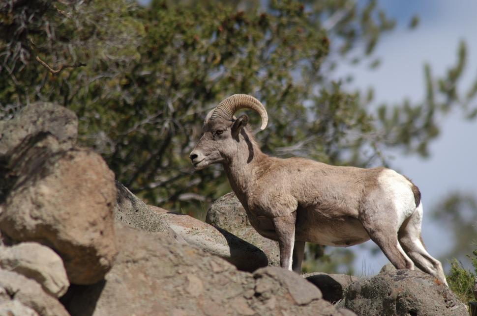 Free Stock Photo of Ram Standing on Rocky Hillside | Download Free ...