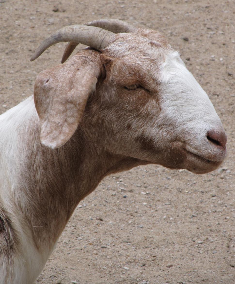 Free Stock Photo of Close Up of Goat on Dirt Ground | Download Free ...