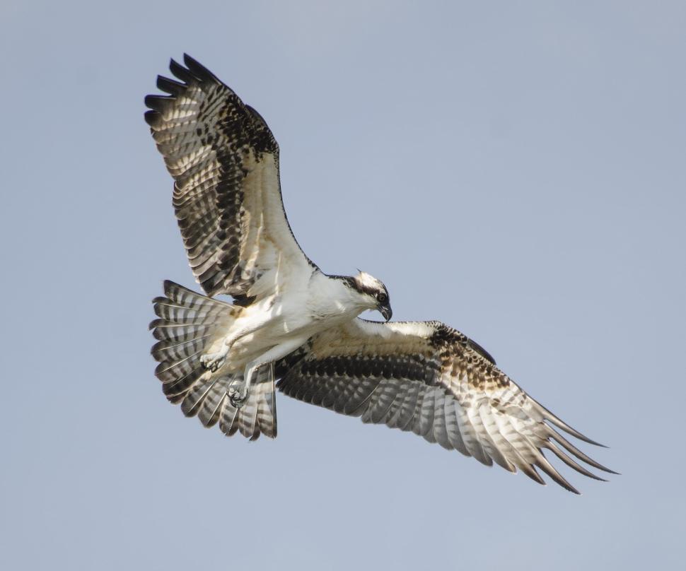 Free Stock Photo of Majestic Bird Soaring Through Blue Sky | Download ...