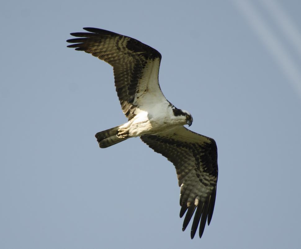 Free Stock Photo of Large Bird Soaring Across Blue Sky | Download Free ...