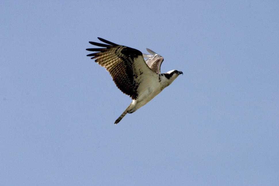 Free Stock Photo of Large Bird Flying Through a Blue Sky | Download ...