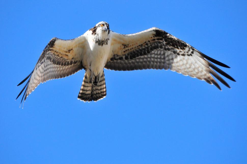 Free Stock Photo of kite hawk bird animal sky | Download Free Images ...