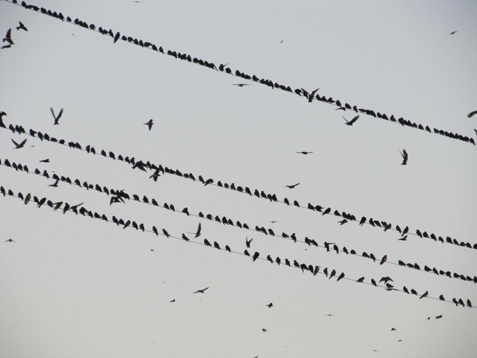 Free Stock Photo of A Flock of Birds Flying in the Sky | Download Free ...