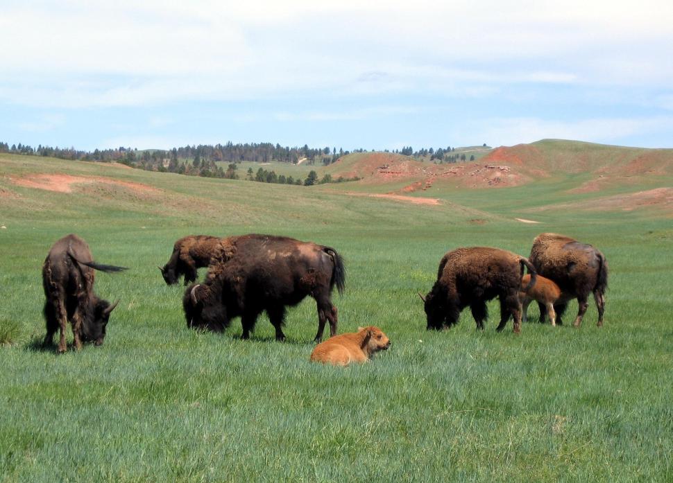 Free Stock Photo of cattle bison bovid ranch farm cow ruminant pasture beef animal grass field ...