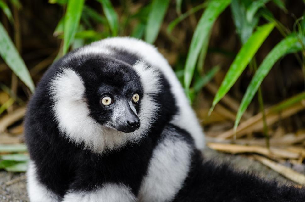 Free Stock Photo of primate lemur indri mammal | Download Free Images ...