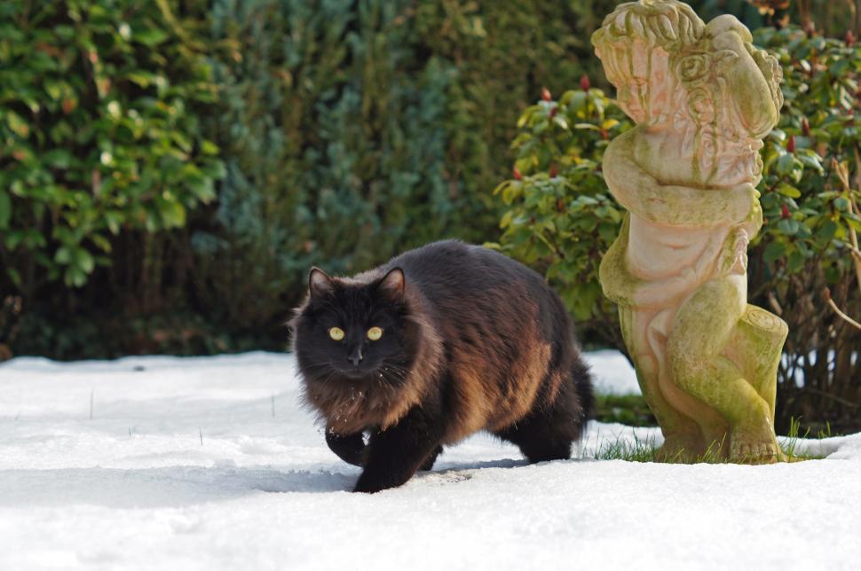 Free Stock Photo of Cat Walking in Snow Beside Statue | Download Free ...