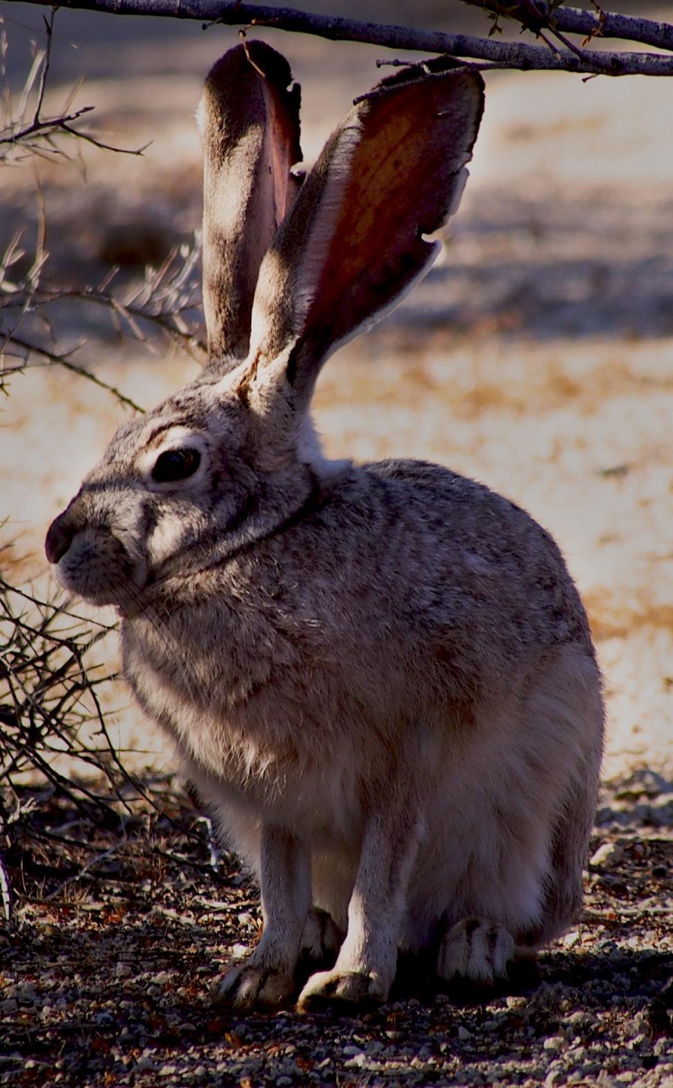 Free Stock Photo of Large Rabbit Sitting Under Tree Branch | Download ...