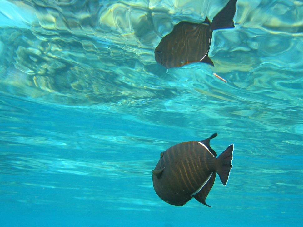 Free Stock Photo of Swimming Fish in Water | Download Free Images and ...