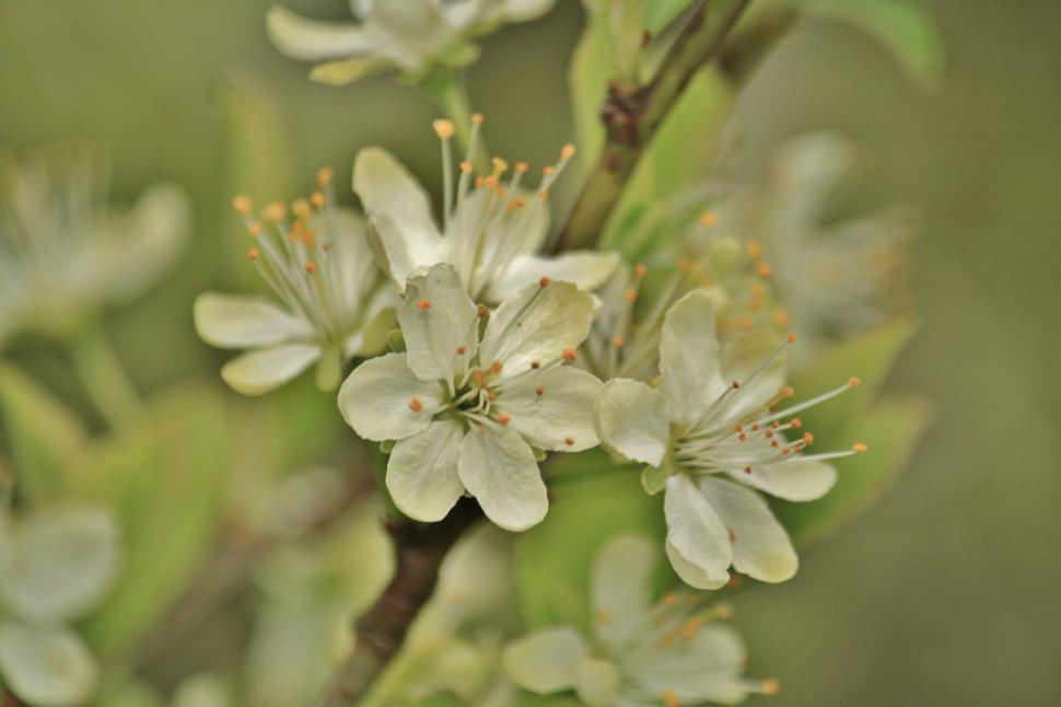 Free Stock Photo of Close-Up of a Flower on a Tree | Download Free ...
