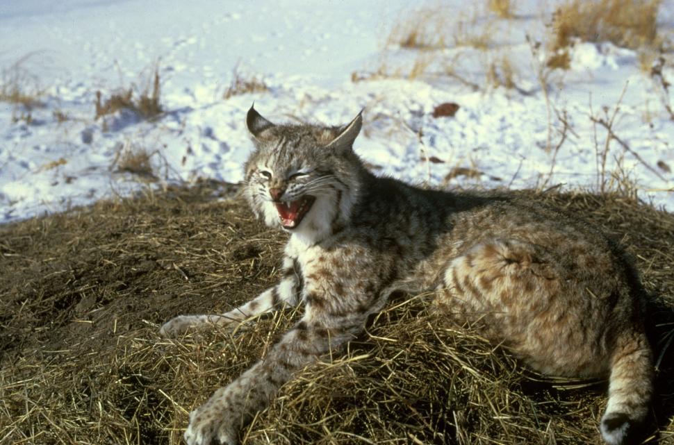 Free Stock Photo of Cat Laying on Top of a Pile of Hay | Download Free ...