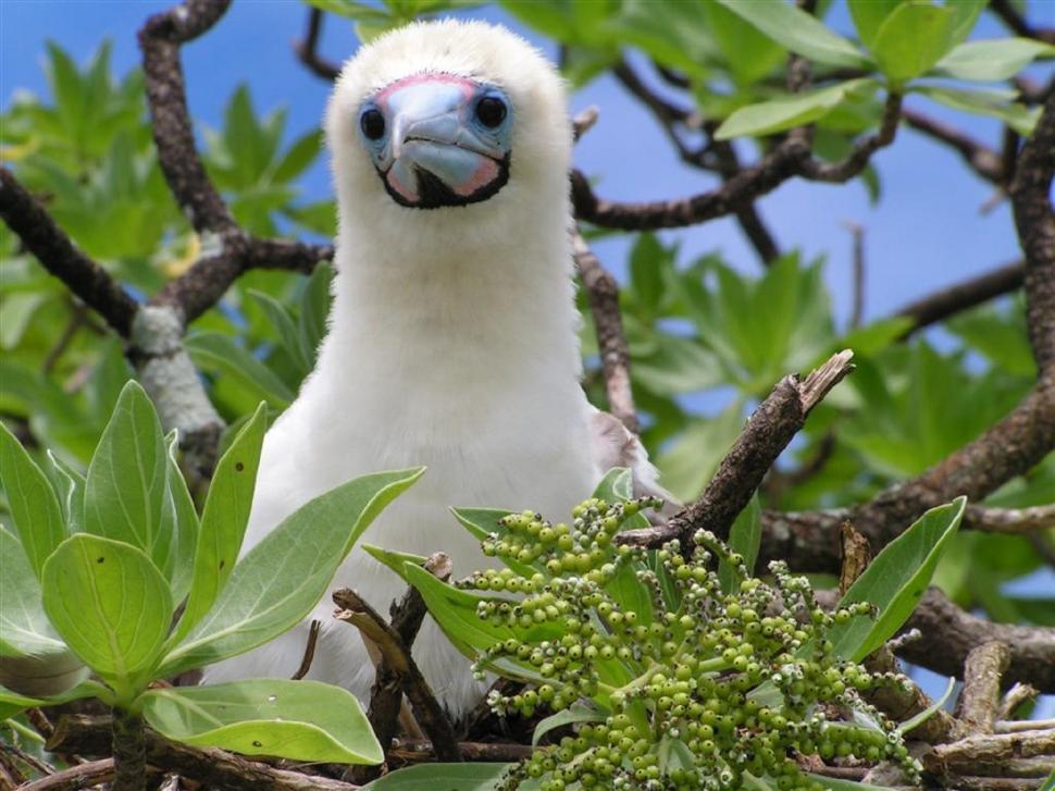 Free Stock Photo of Bird Perched in Tree | Download Free Images and ...