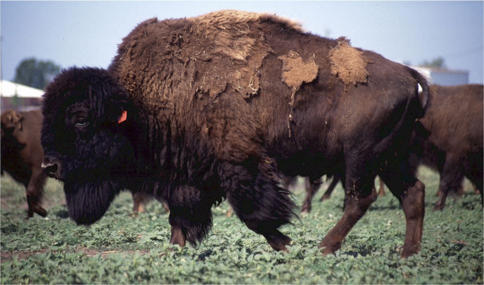 Free Stock Photo of bovid bison ruminant ungulate | Download Free ...