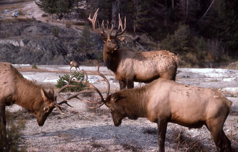 Free Stock Photo of Herd of Elk Standing on Grass Covered Field ...