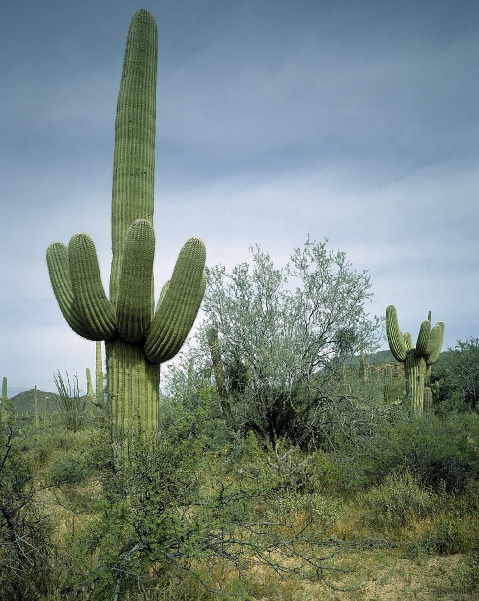 Free Stock Photo of Large Cactus Standing in Field | Download Free ...