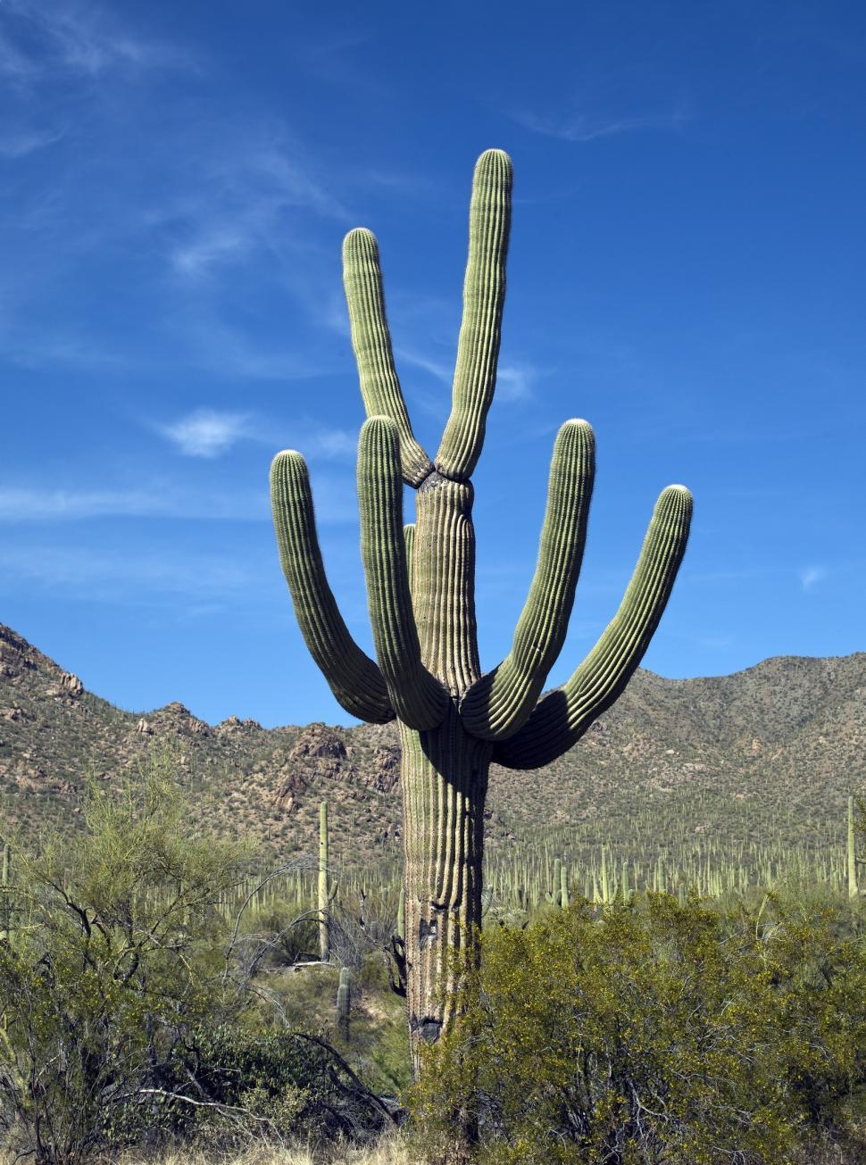 Free Stock Photo of Large Cactus Standing Tall in Desert Landscape ...