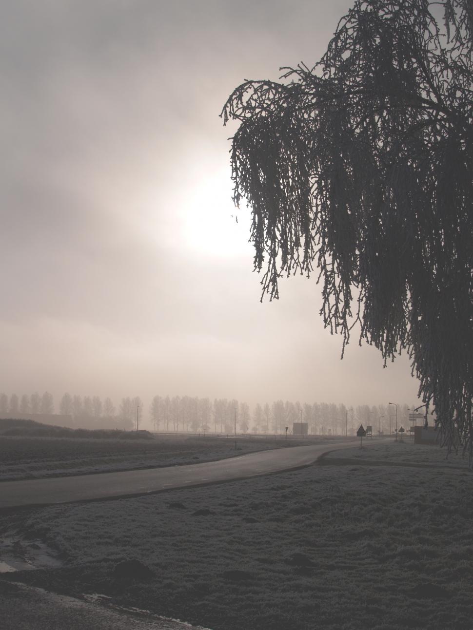Free Stock Photo of Lone Tree Standing in Field | Download Free Images ...