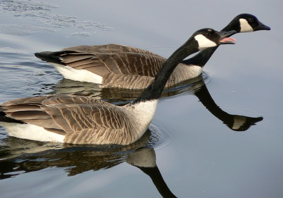 Free Stock Photo of feather goose red-breasted merganser covering bird ...