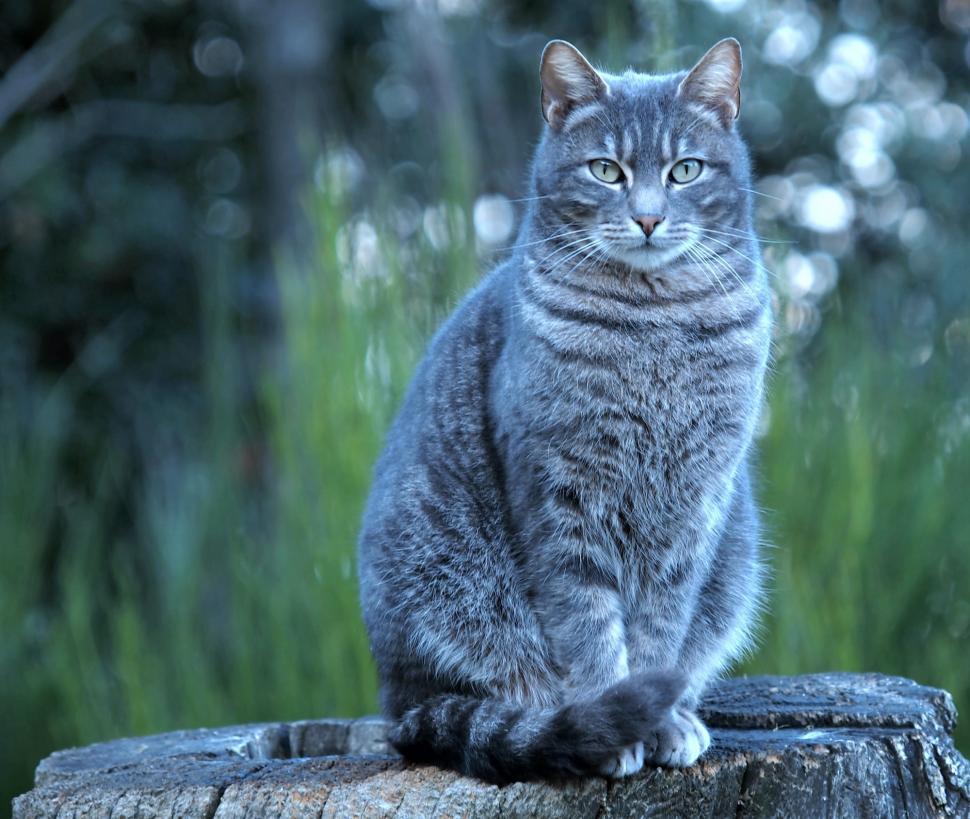 Free Stock Photo of Cat Sitting on Top of a Tree Stump | Download Free ...