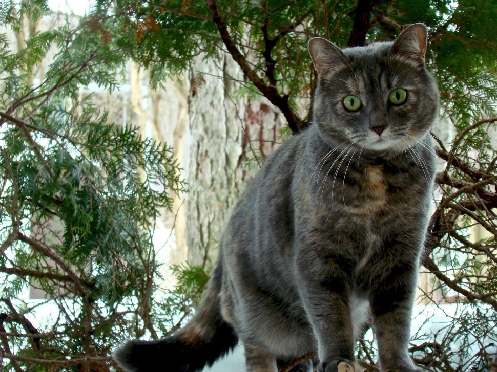 Free Stock Photo of Cat Sitting on Top of a Tree Branch | Download Free ...