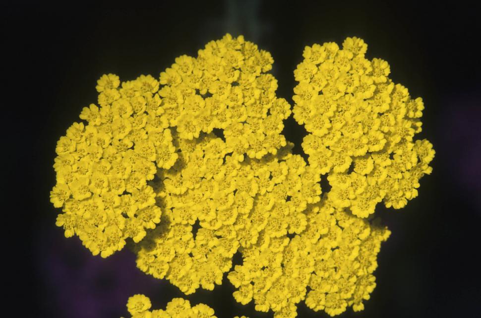 Free Stock Photo of cluster of yellow flowers | Download Free Images ...