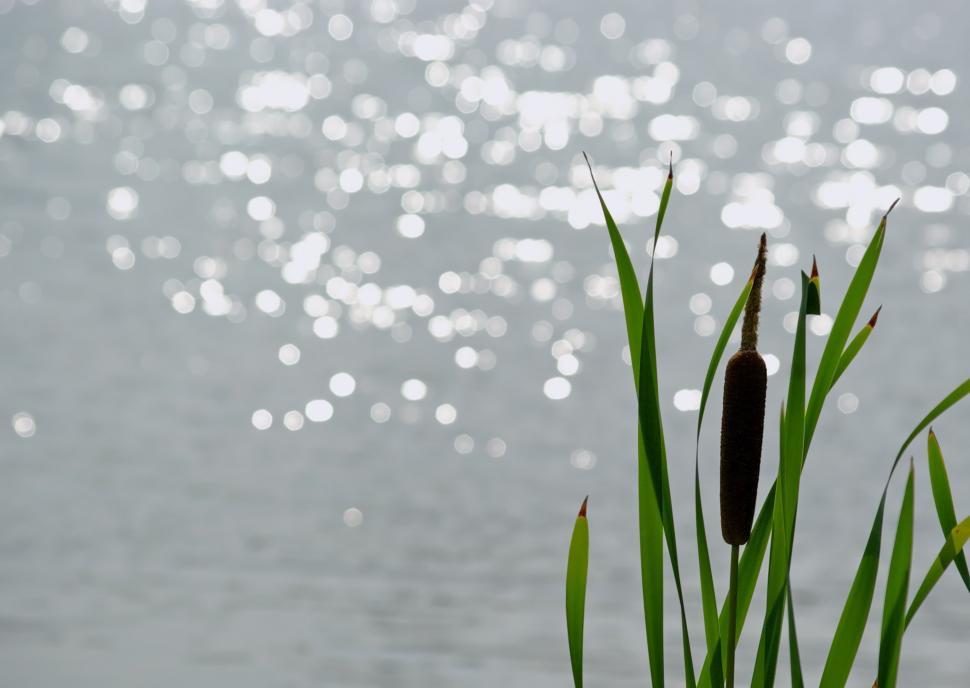 Free Stock Photo of Close Up of Plant With Water Background | Download ...