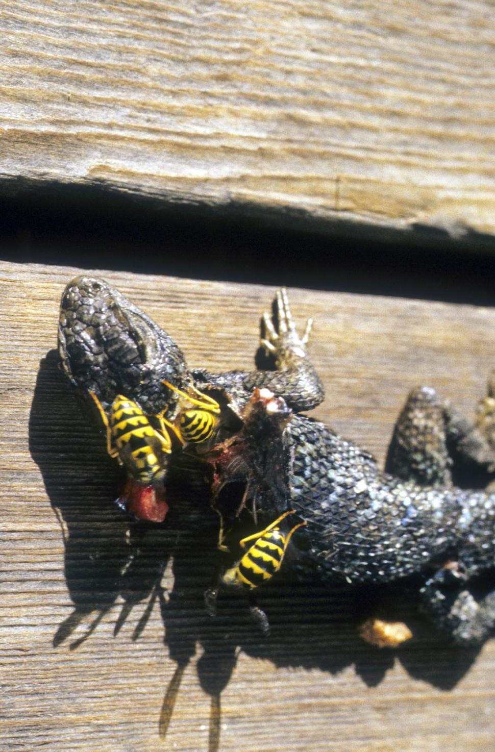 Free Stock Photo of dead lizard beign eaten | Download Free Images and ...