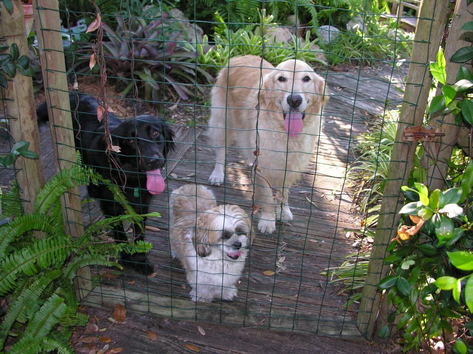 Free Stock Photo of Dogs want out | Download Free Images and Free ...