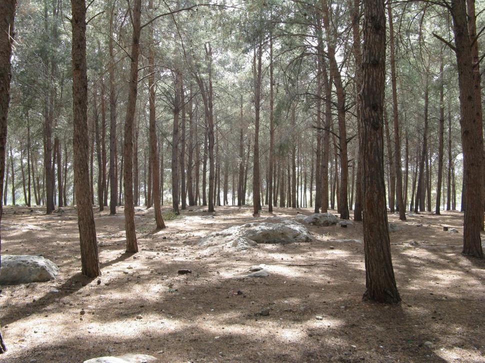 Free Stock Photo of tree | Download Free Images and Free Illustrations