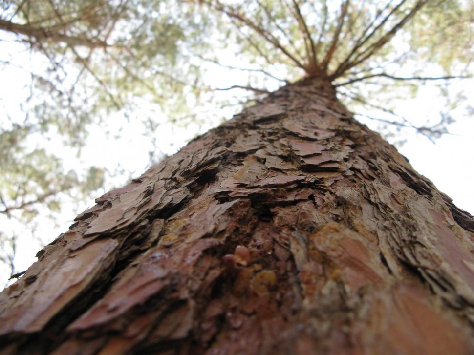 Free Stock Photo of tree | Download Free Images and Free Illustrations