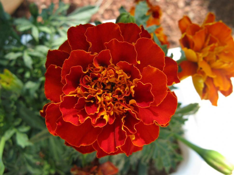 Free Stock Photo of Red Flower | Download Free Images and Free ...