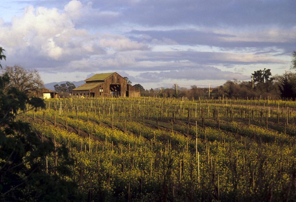 Free Stock Photo of vineyards with old barn | Download Free Images and ...
