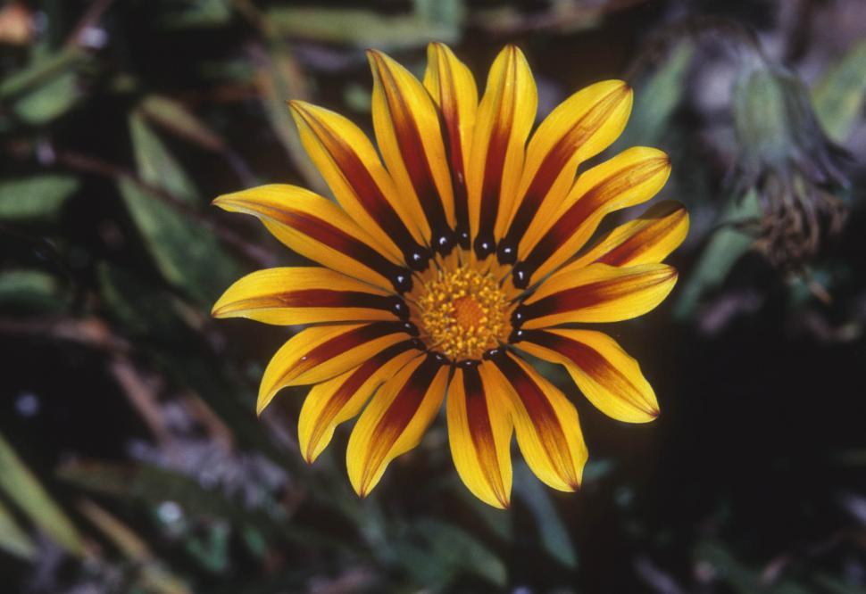 Free Stock Photo of flower in bloom | Download Free Images and Free ...