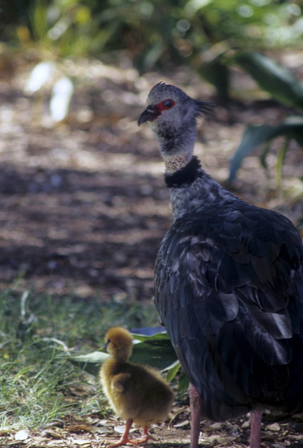 Free Stock Photo of mother bird with chick | Download Free Images and ...