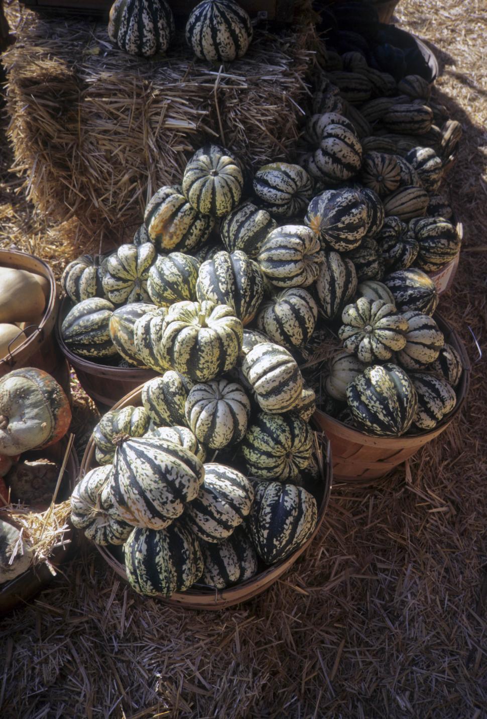 Free Stock Photo of fall squash 2 | Download Free Images and Free ...
