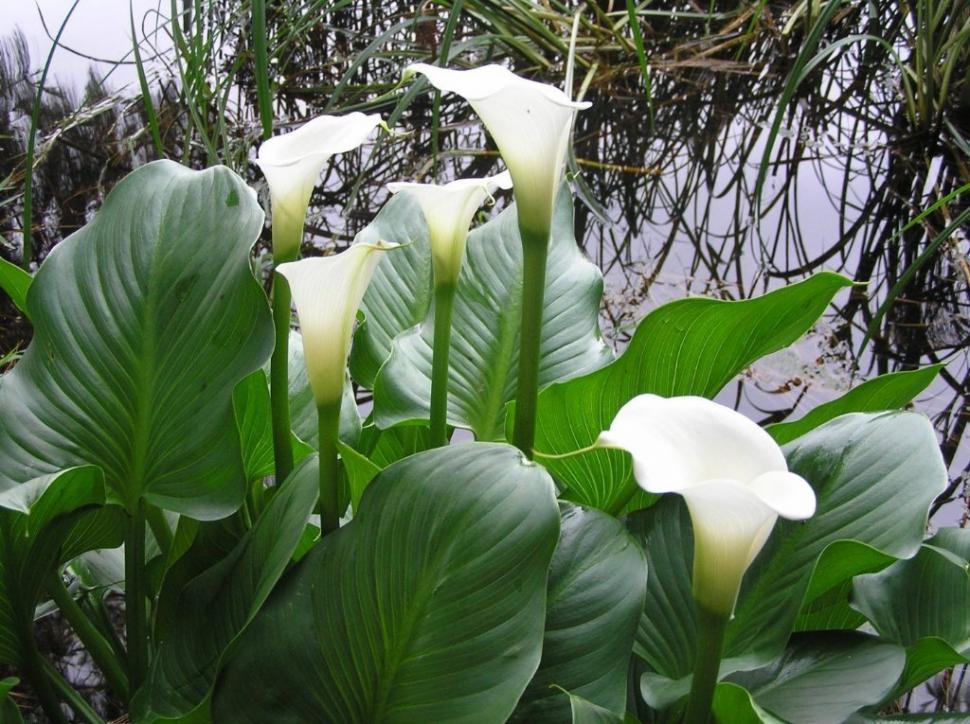 Free Stock Photo of Arum at waters edge | Download Free Images and Free ...