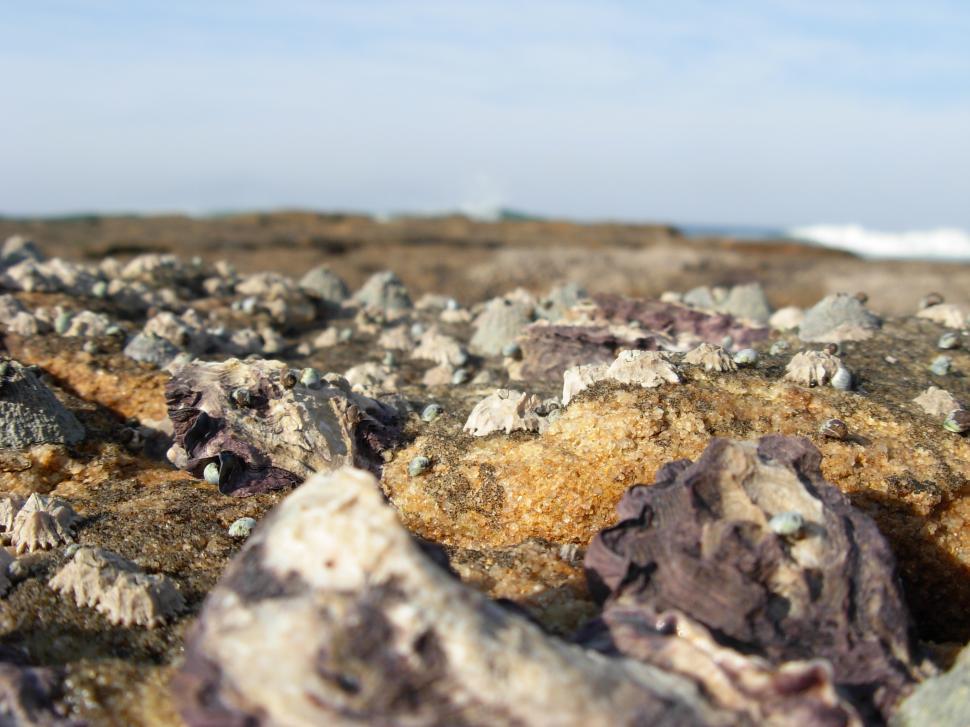 Free Stock Photo of Barnacles | Download Free Images and Free Illustrations